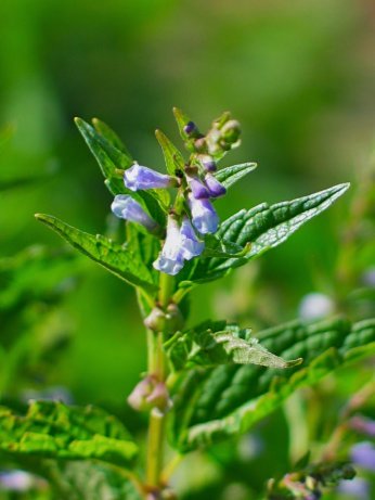 Skullcap Herb