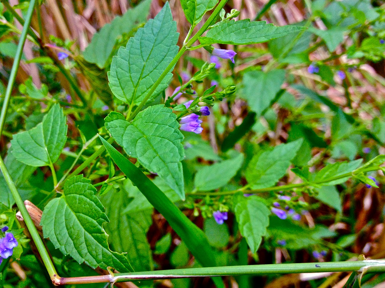 Skullcap Herb skullcap-herb