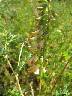 Astragalus Health Benefits