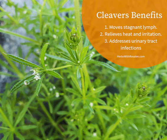 Cleavers Herb