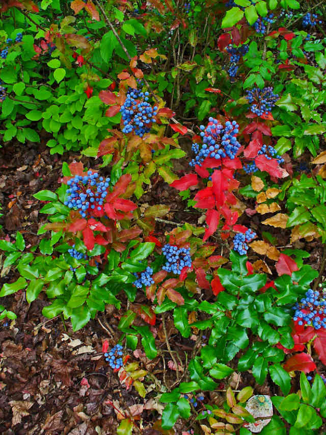 Oregon Grape Herb