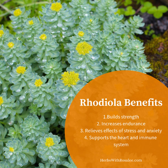 Rhodiola Rosea Benefits