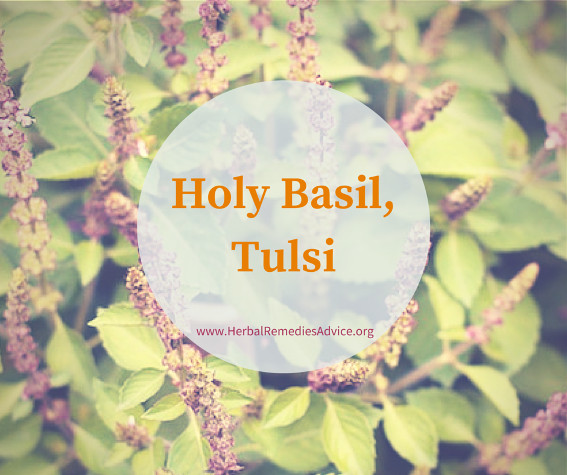 Health Benefits of Tulsi