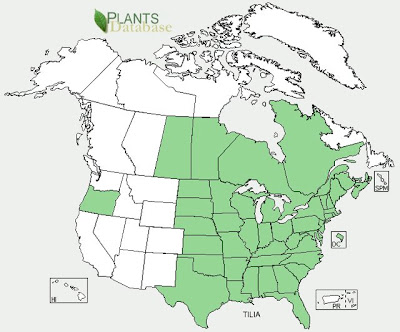 Linden Flower Tea Benefits